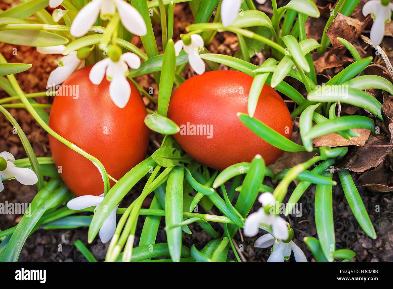 Amidst blossomed white snowdrops with green leaves are two red Easter ...