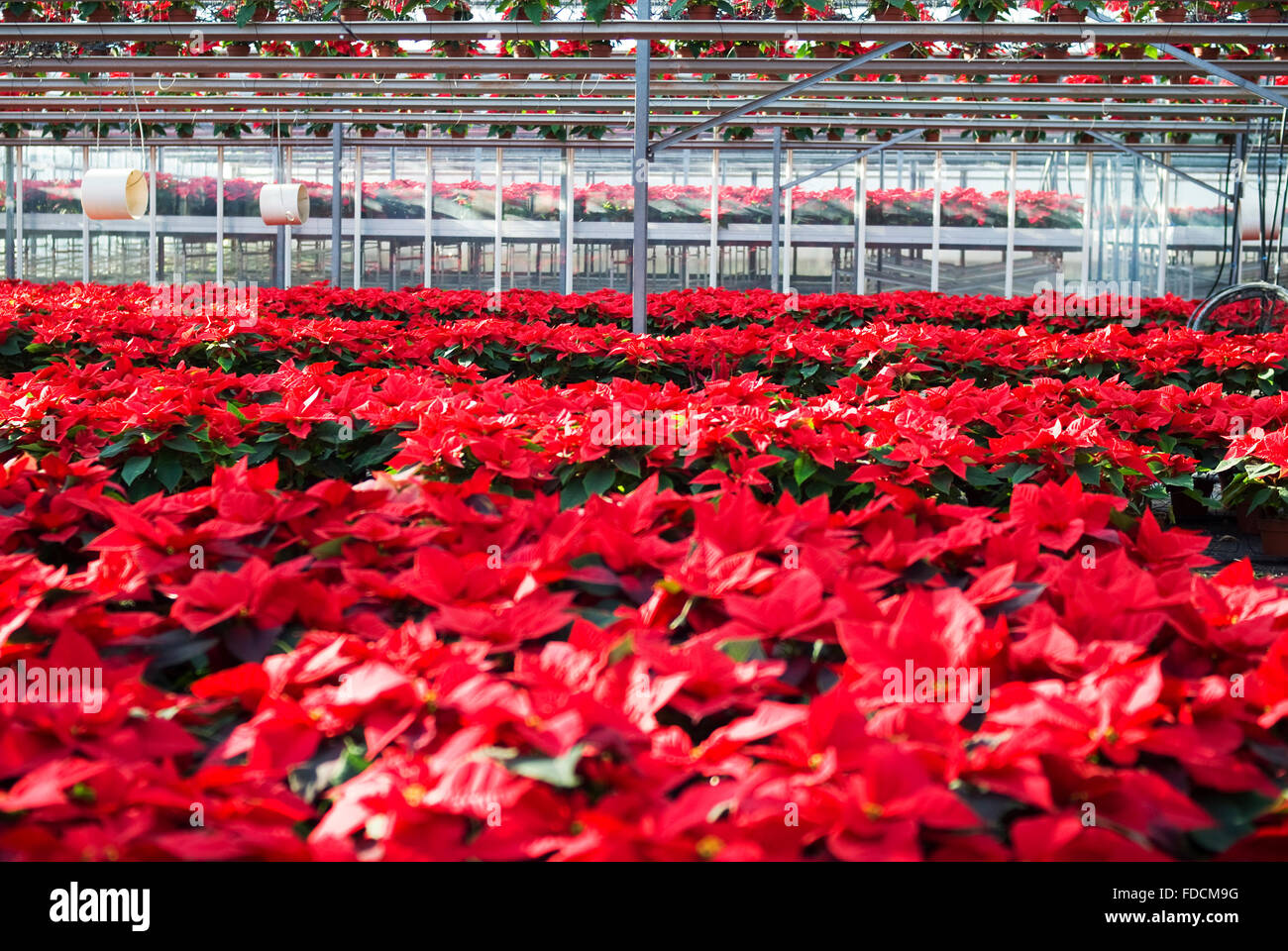Mexican flame leaf plants (Euphorbia pulcherrima) in a greenhouse Stock ...