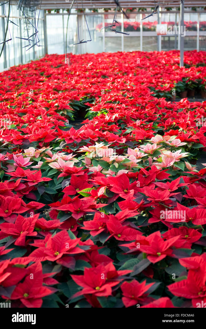 Mexican flame leaf plants (Euphorbia pulcherrima) in a greenhouse Stock ...