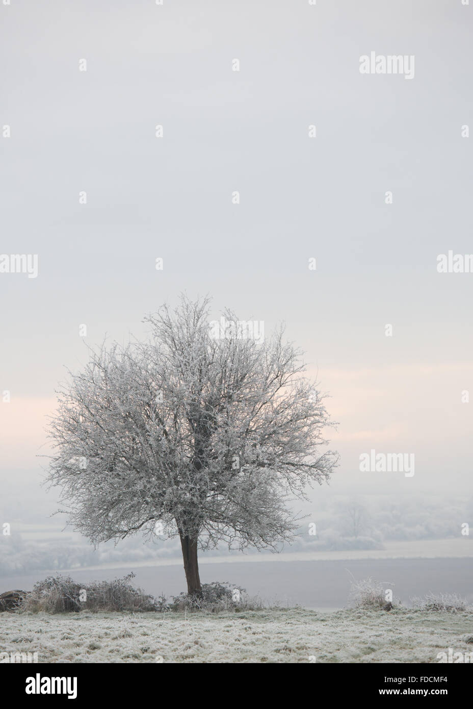 Solitary tree with a heavy frost Stock Photo - Alamy