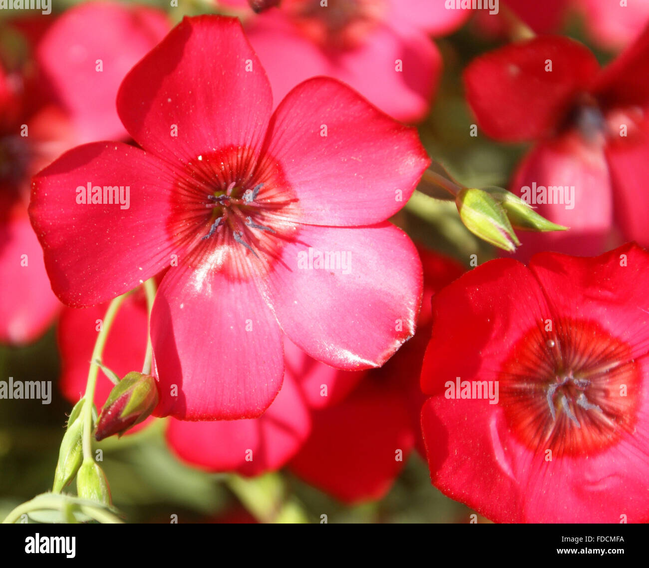 Linum grandiflorum hi-res stock photography and images - Alamy