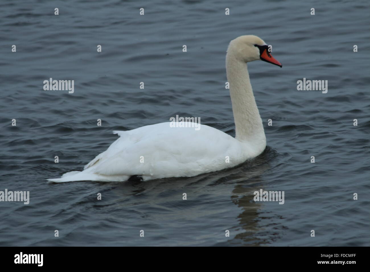 Big Swan - looks like he is smiling,enjoying some quite time on the ...