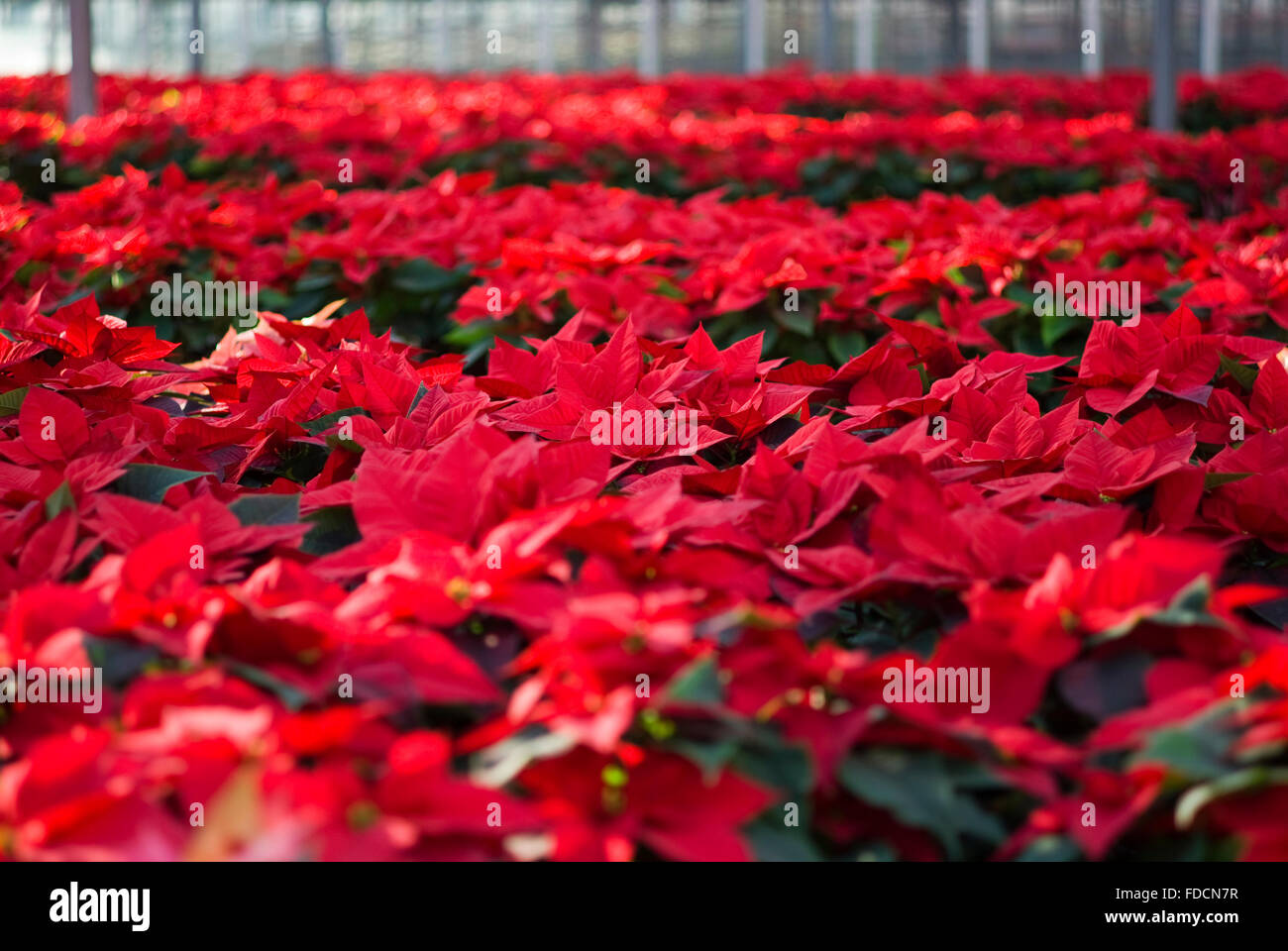 Mexican flame leaf plants (Euphorbia pulcherrima) in a greenhouse Stock ...