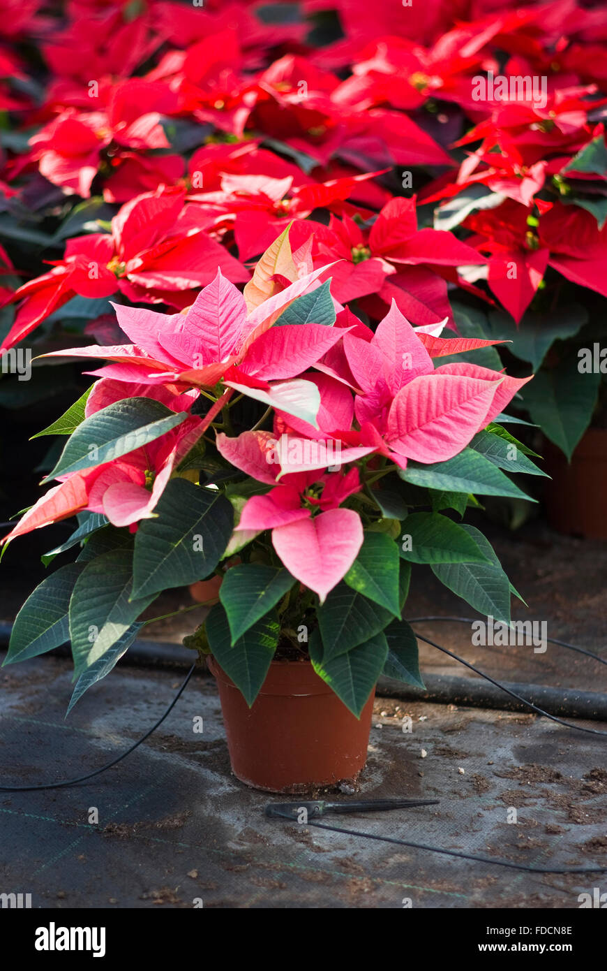 Mexican flame leaf plants (Euphorbia pulcherrima) in a greenhouse Stock ...