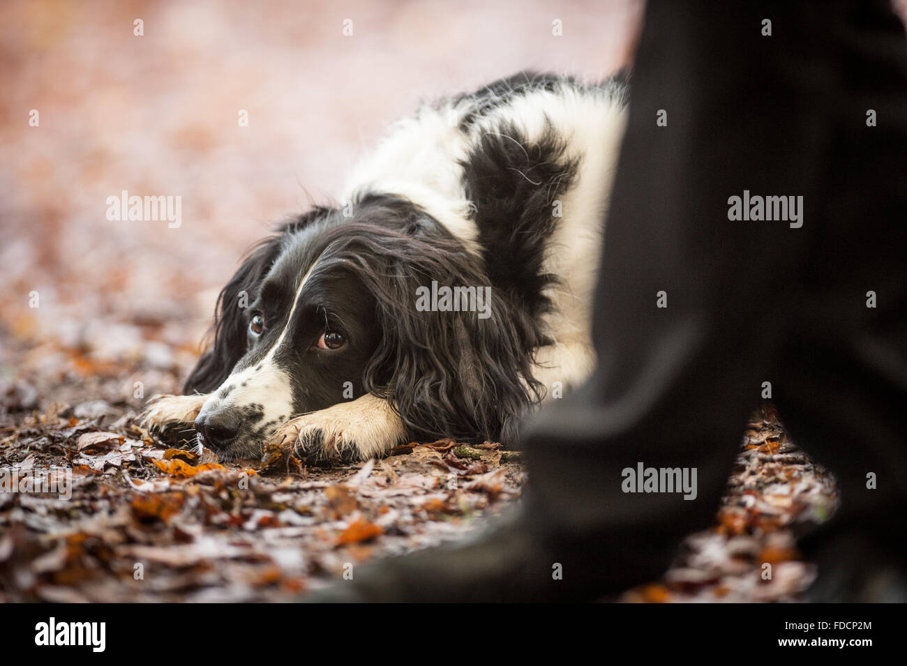 Klint janulis hi-res stock photography and images - Alamy