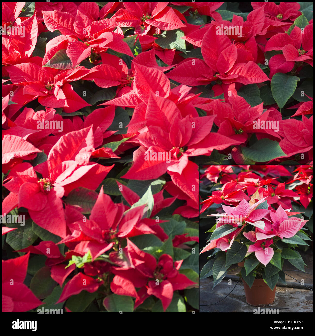 Mexican flame leaf plants (Euphorbia pulcherrima) in a greenhouse Stock ...