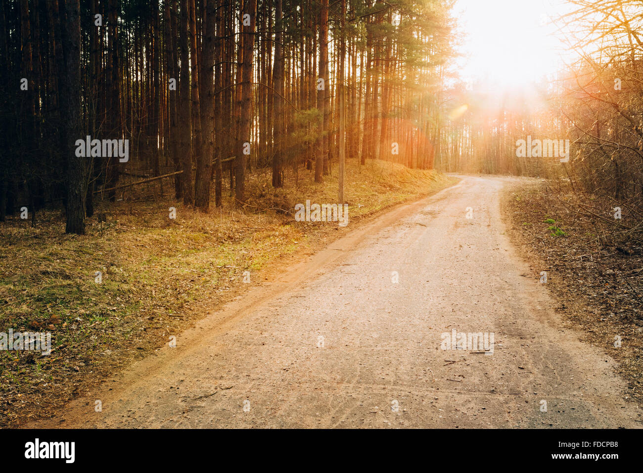 Sun shining over road, path, walkway through forest. Sunset Sunrise In ...
