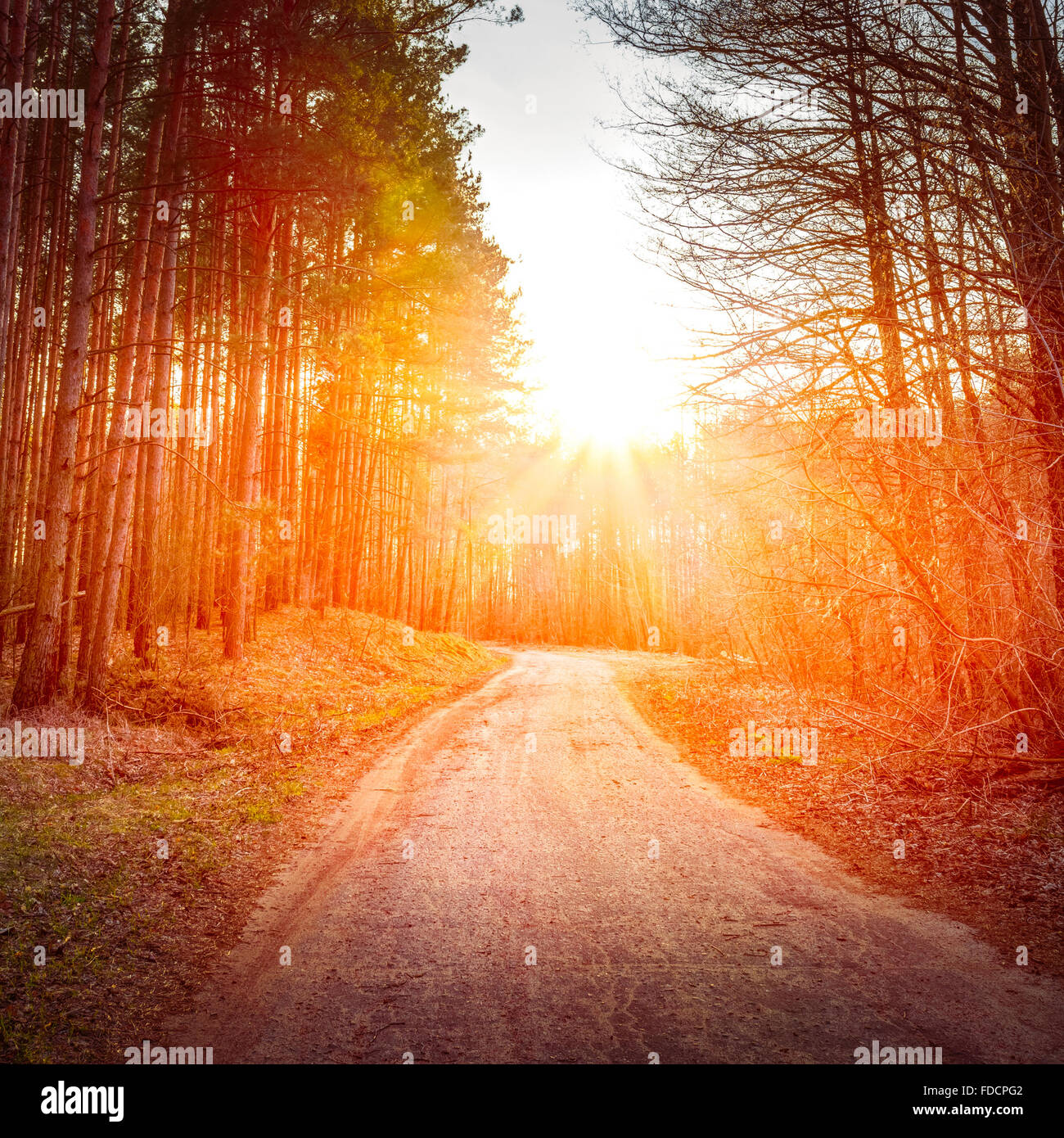 Sun shining over road, path, walkway through forest. Sunset Sunrise In ...