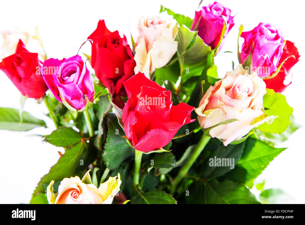 Bunch of roses red white pink flowers rose flower cut out cutout white ...