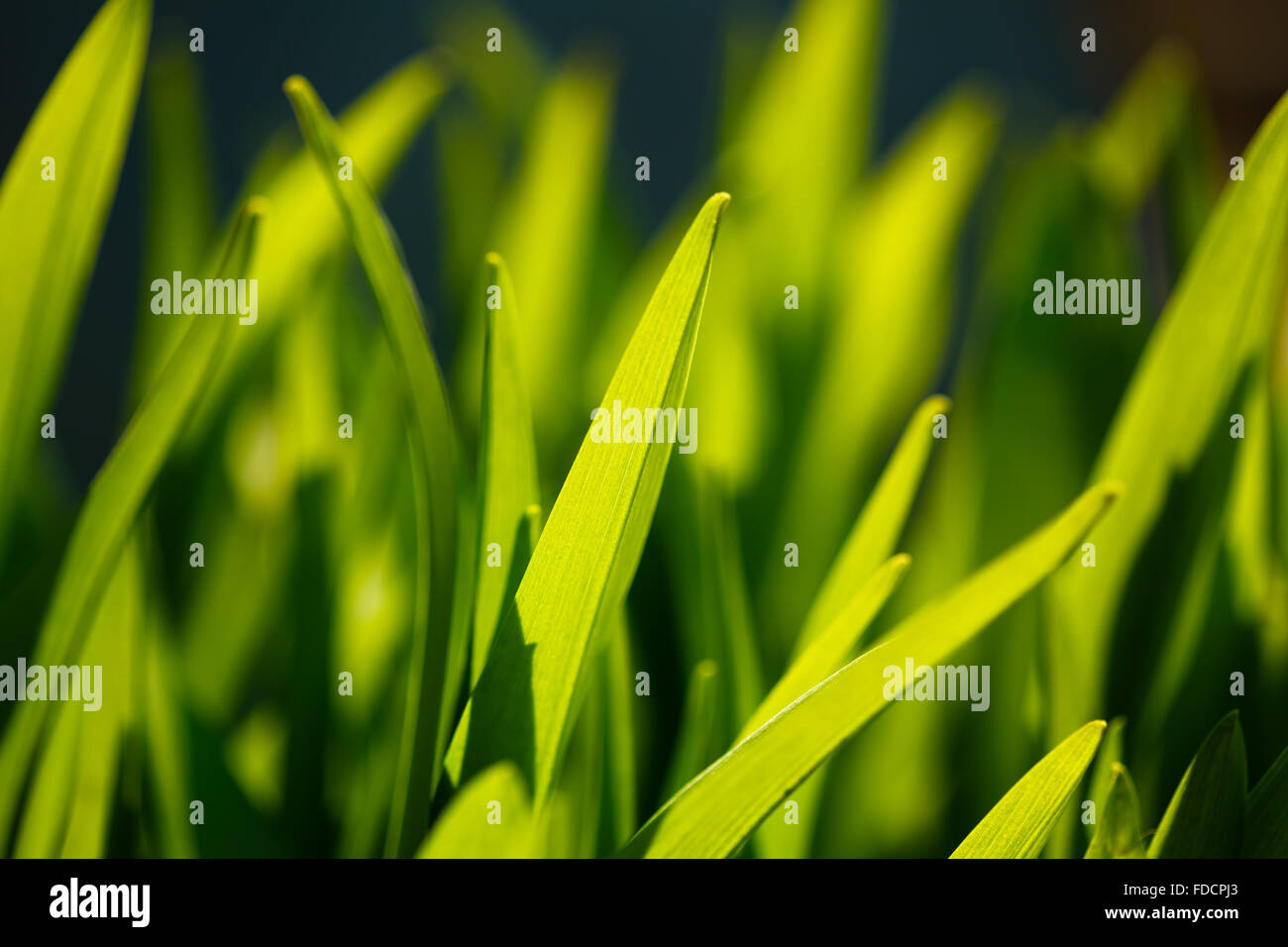 Fresh spring green. Green leaves, grass background Stock Photo - Alamy