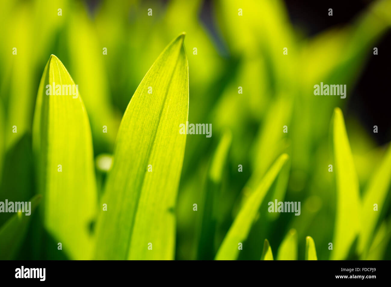 Fresh spring green. Green leaves, grass background Stock Photo - Alamy