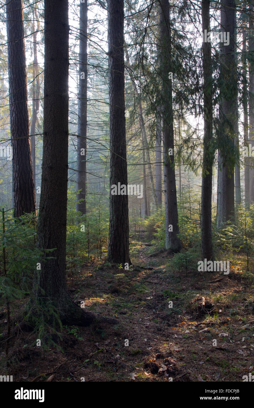 Sunbeam entering rich coniferous forest misty morning with old spruce ...