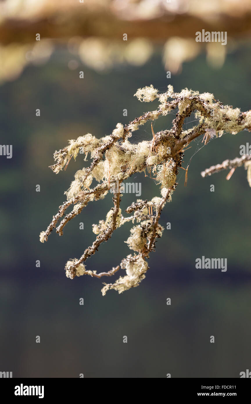 Covered lichen hi-res stock photography and images - Alamy