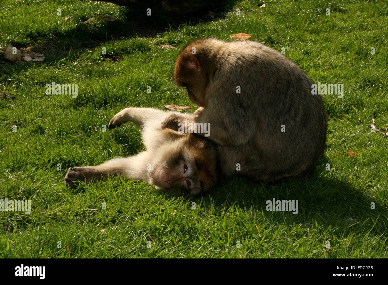 Monkeys caring for one another Stock Photo - Alamy Monkeys caring for one another Stock Photo - Alamy
