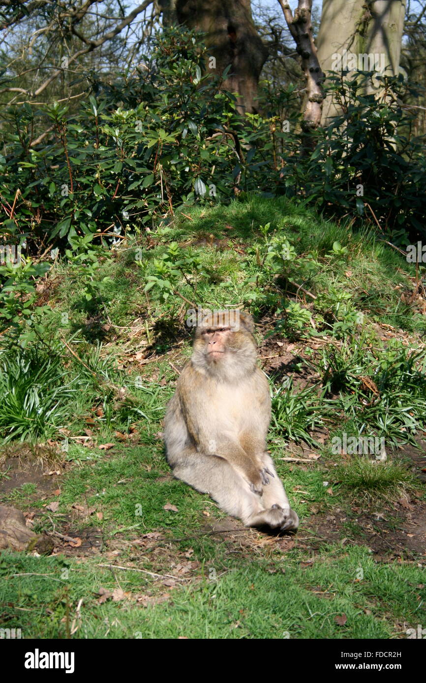 Monkey sitting up hi-res stock photography and images - Alamy