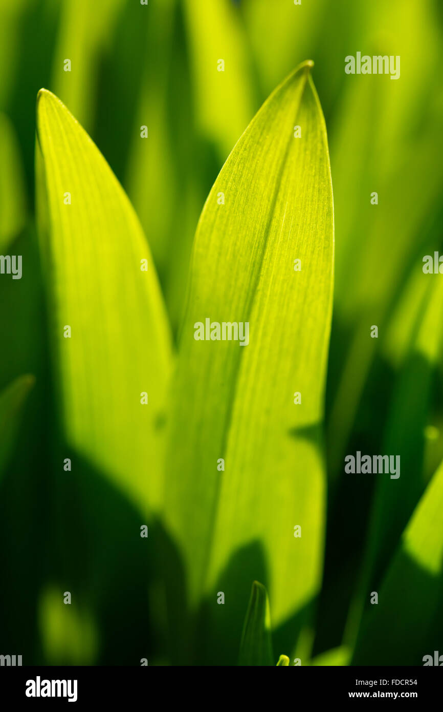 Fresh spring green. Green leaves, grass background Stock Photo - Alamy