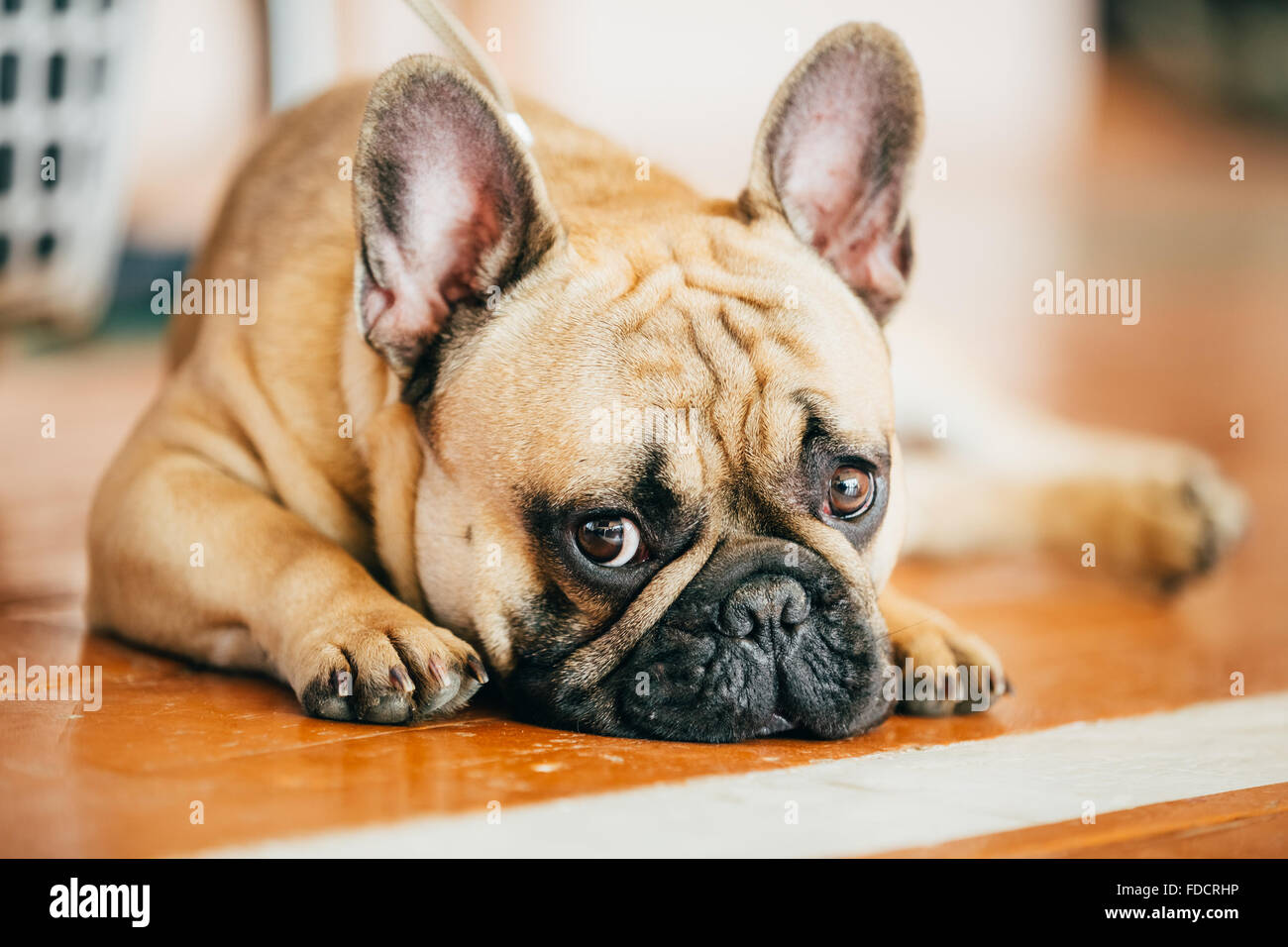 Sad Dog French Bulldog sitting on floor indoor. The French Bulldog is a ...