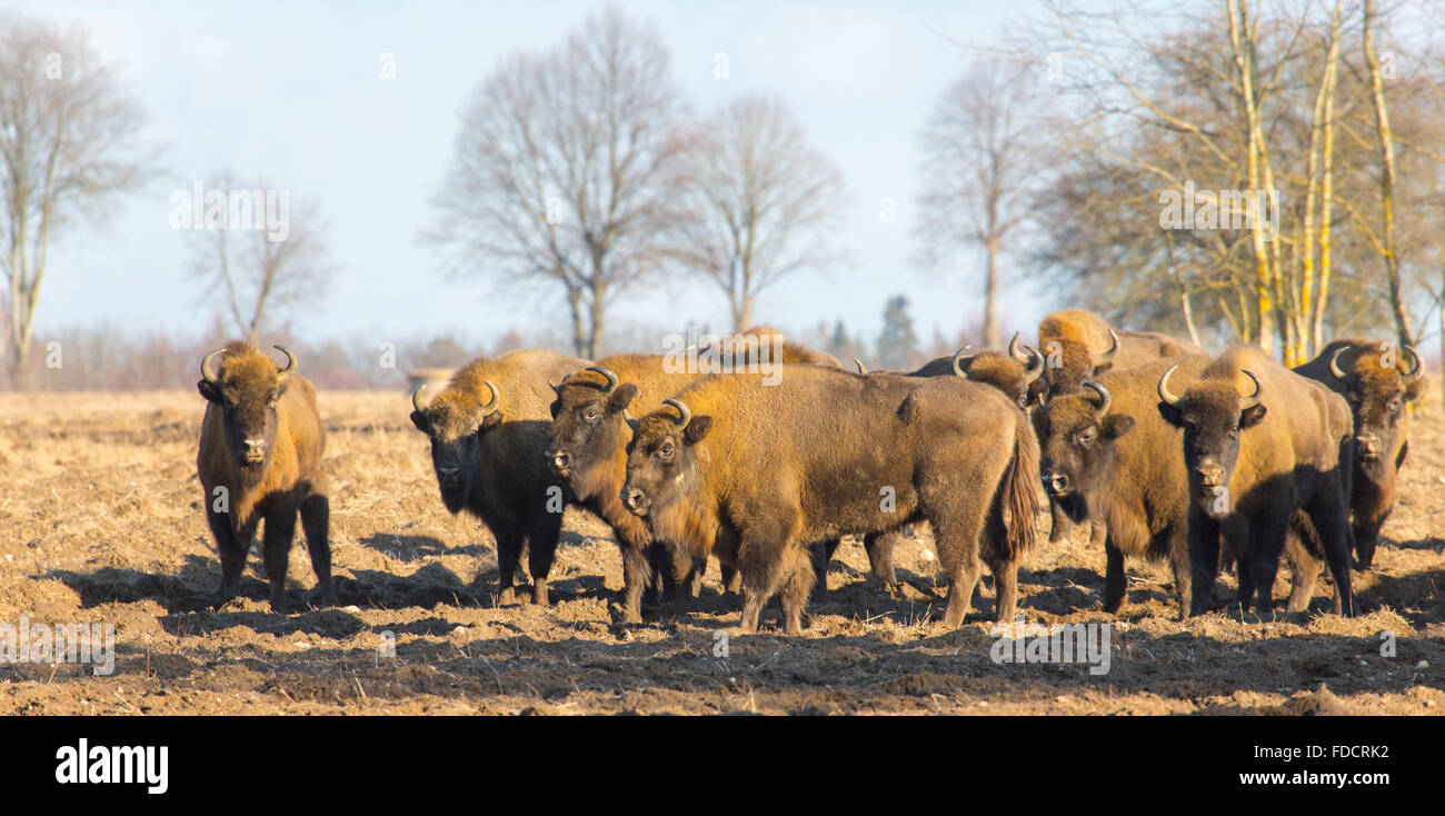 European Bison herd in snowless winter time against pine trees in ...