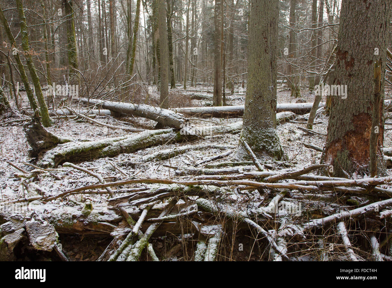 Snowfall after deciduous stand in morning with snow wrapped trees and ...