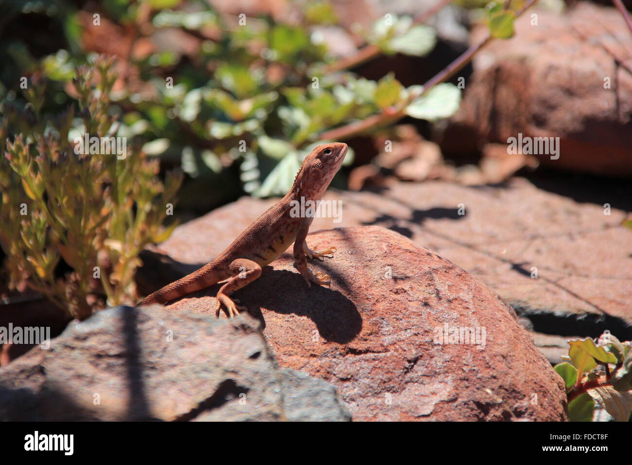 Australian lizard hi-res stock photography and images - Alamy