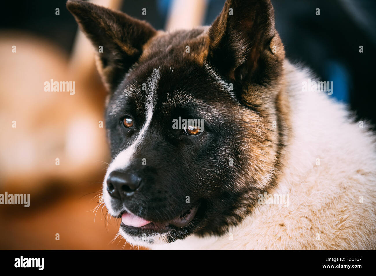American akita hi-res stock photography and images - Alamy