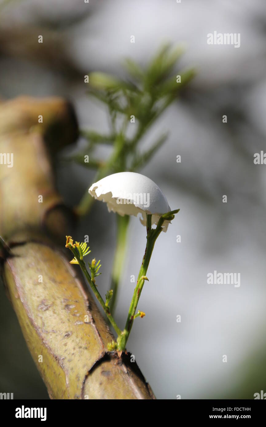 Eggshell on a tree branch Stock Photo - Alamy