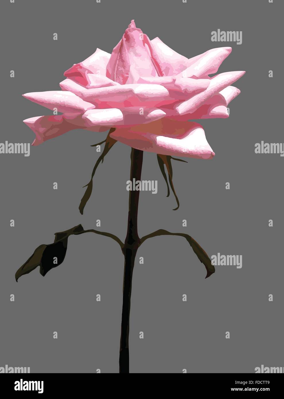Pink rose on grey background Stock Vector Image & Art - Alamy