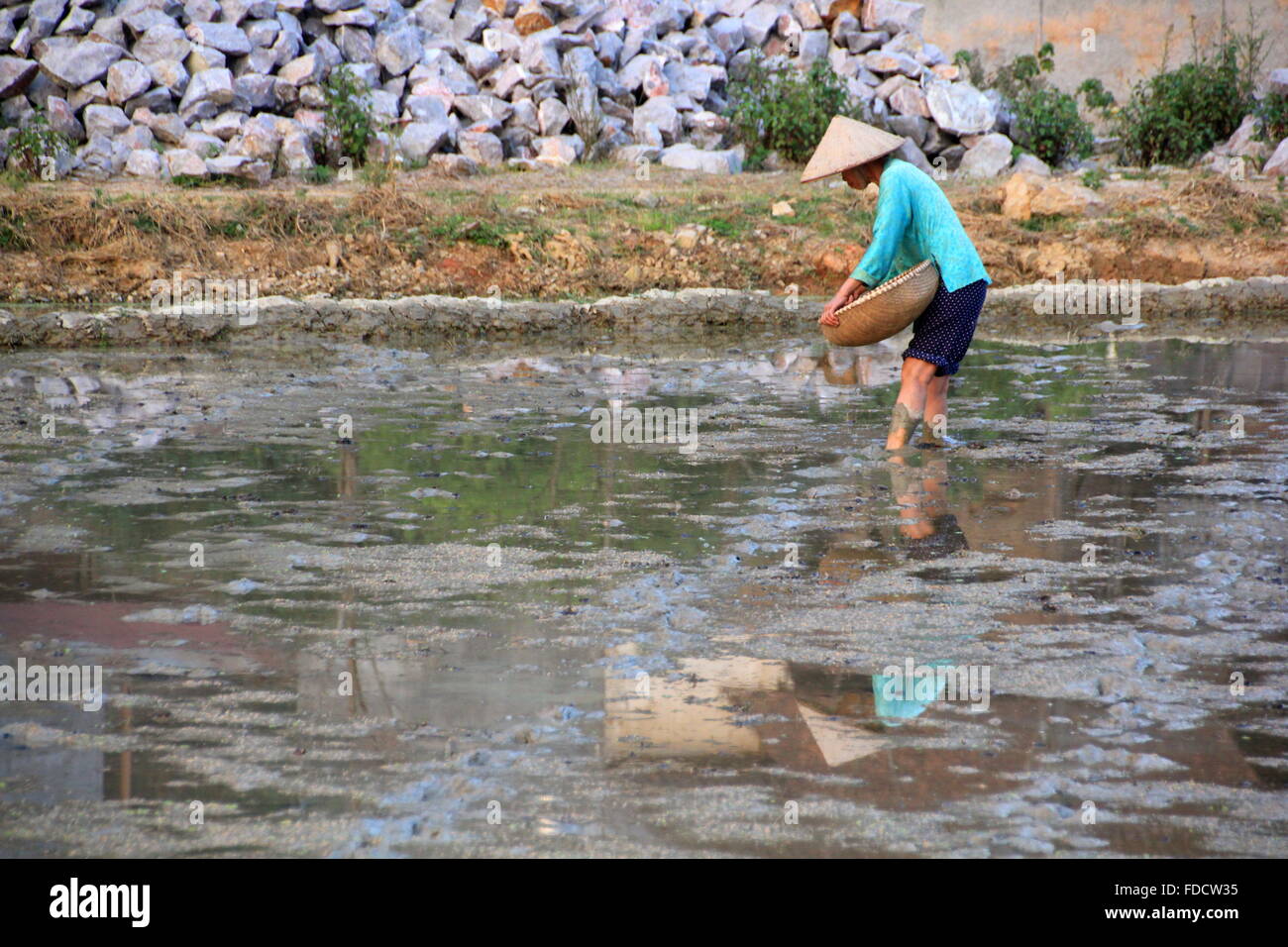 Planting rice seed hi-res stock photography and images - Alamy
