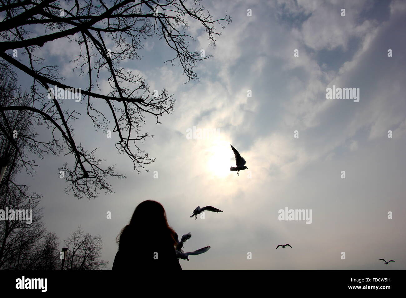 woman watching birds in the sky Stock Photo - Alamy