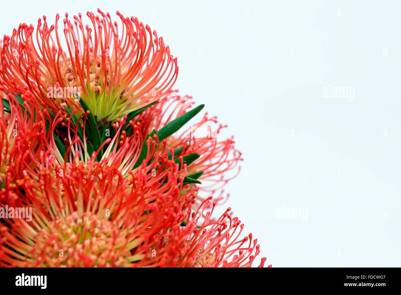 Red protea hi-res stock photography and images - Alamy