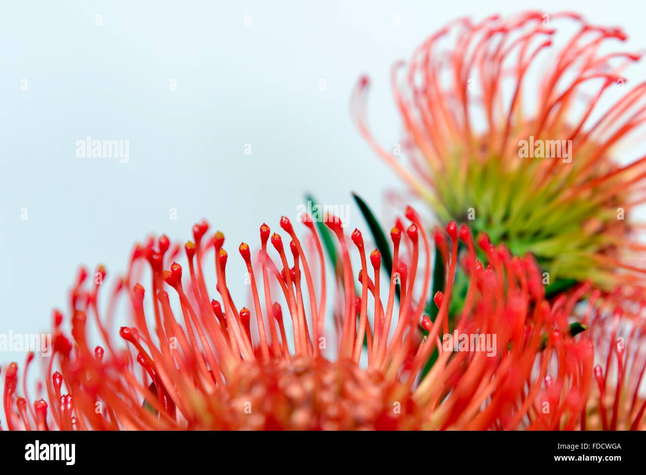Red protea hi-res stock photography and images - Alamy