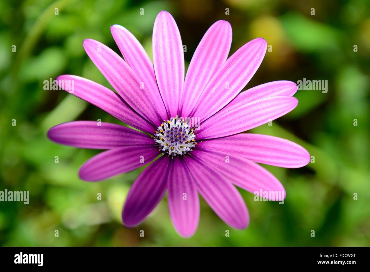 Daisy decoration hi-res stock photography and images - Alamy