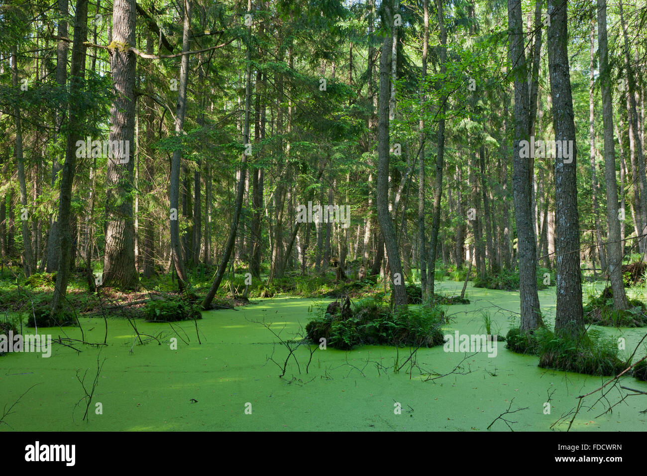 Natural alder-carr stand of Bialowieza Forest with standing water and ...