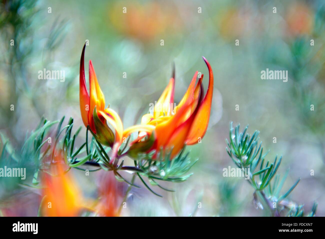 Fire flower hi-res stock photography and images - Alamy