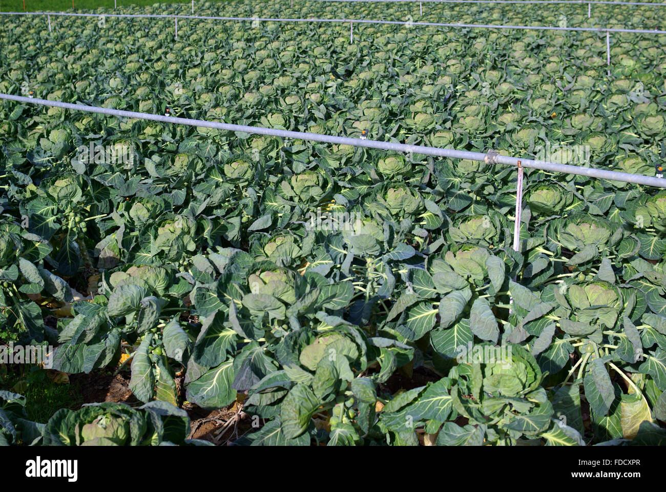 Field of cabbages hi-res stock photography and images - Alamy