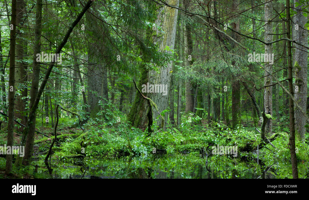 Deciduous Forest Rain