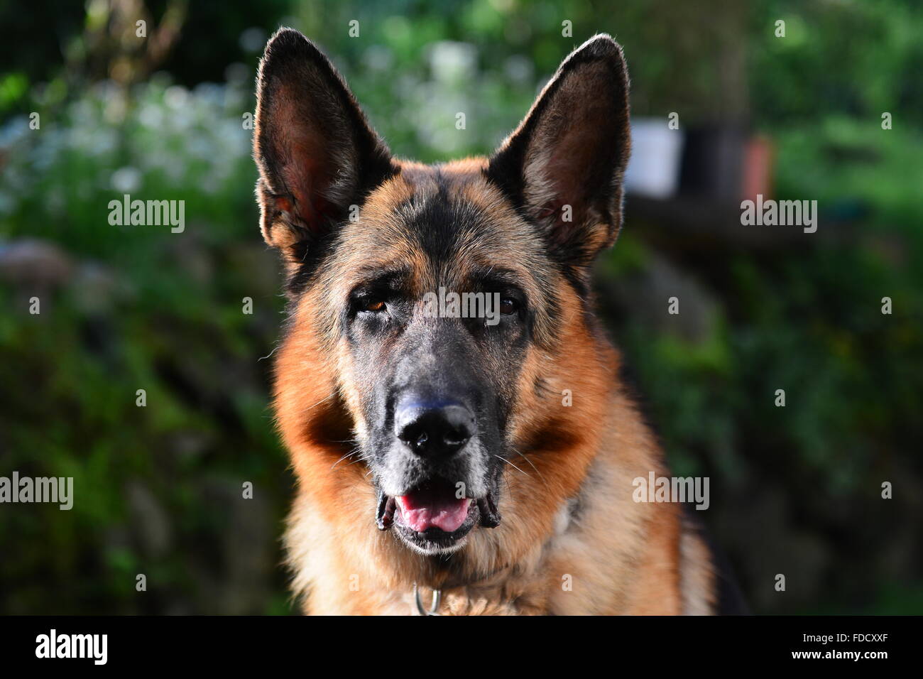 portrait of an big adult german sheppard Stock Photo - Alamy