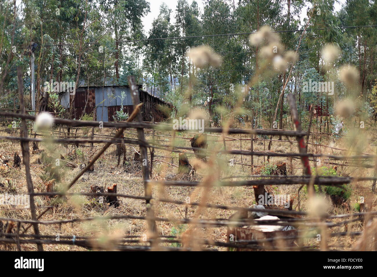 Eucalyptus tree in addis ababa hi-res stock photography and images - Alamy