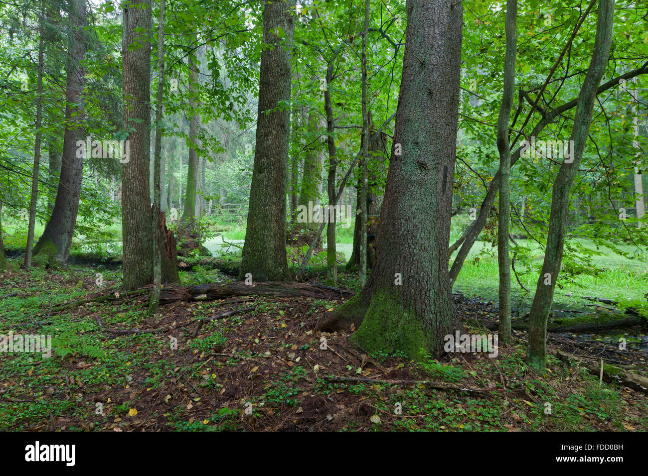 Alder-carr deciduous stand in heavy rain with standing water and ...