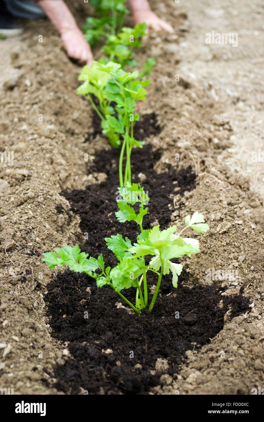 Planting vegetable garden Stock Photo - Alamy
