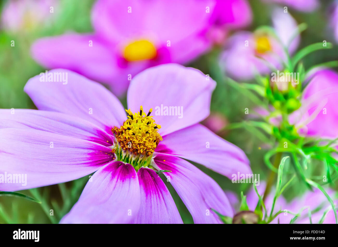 Beautiful purple Cosmos flower Stock Photo - Alamy