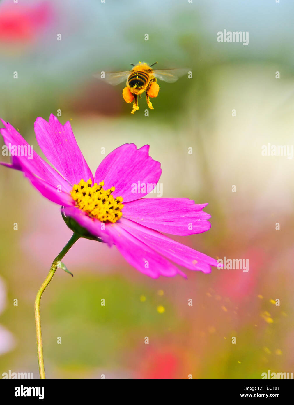 Honeybee flying on a flower Stock Photo - Alamy