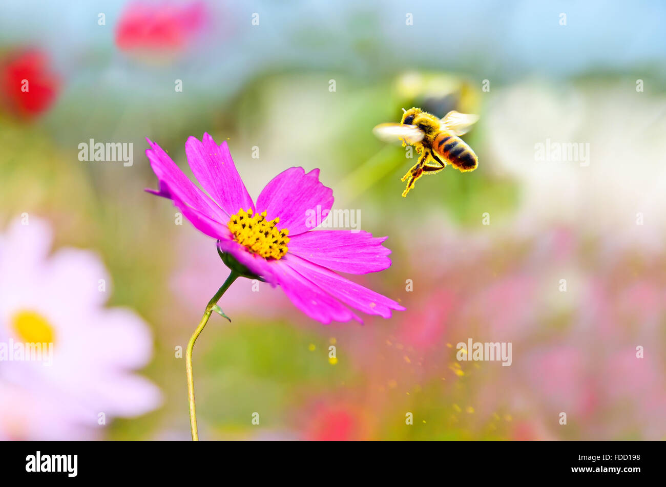 Honeybee flying on a flower Stock Photo - Alamy