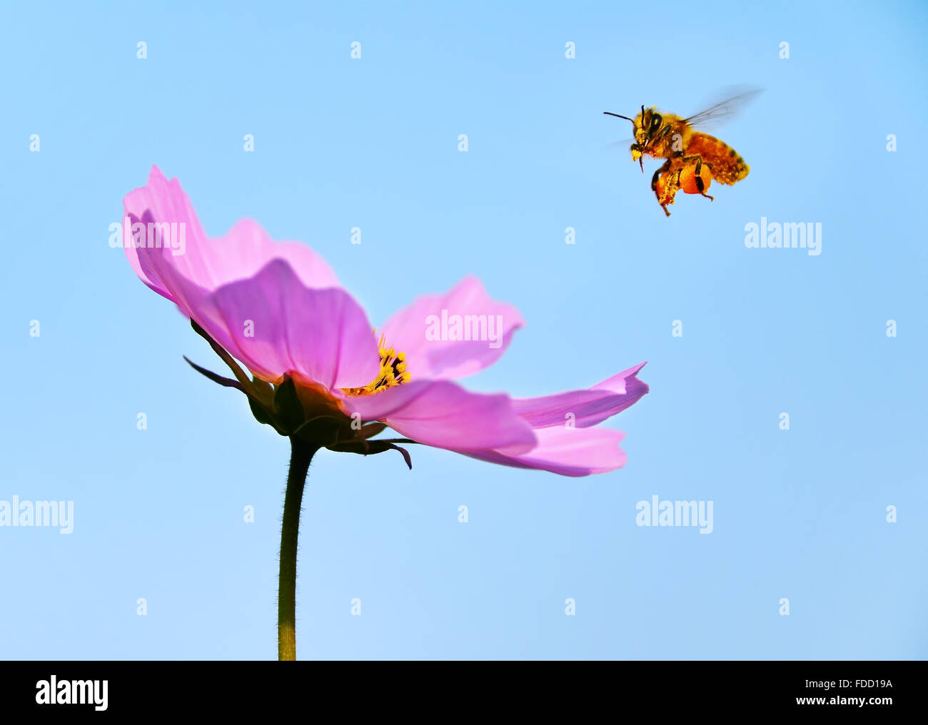 Honeybee flying on a flower Stock Photo - Alamy