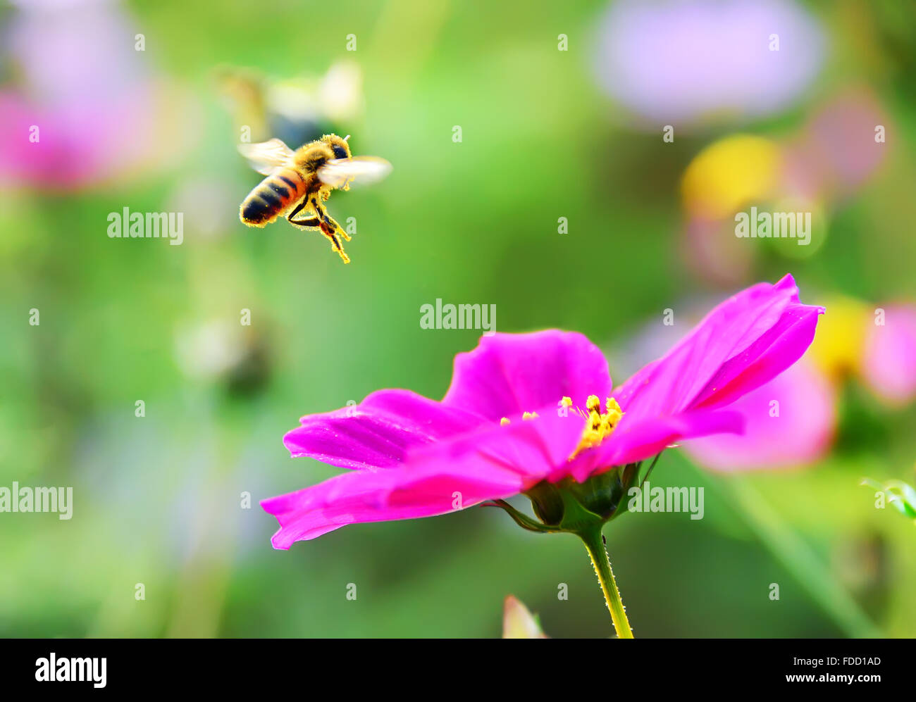 Honeybee flying on a flower Stock Photo - Alamy