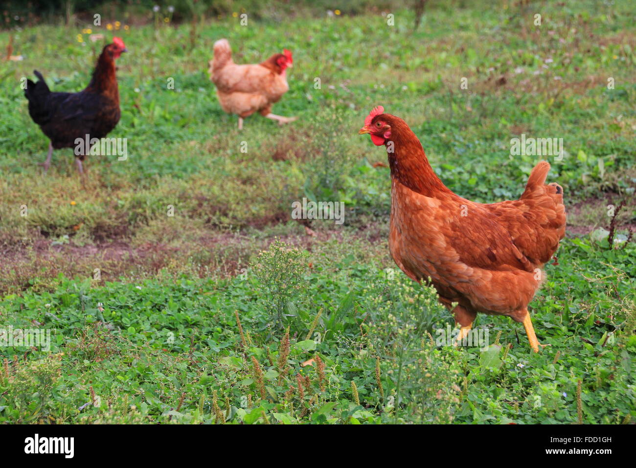Free range chickens farm grass hi-res stock photography and images - Alamy