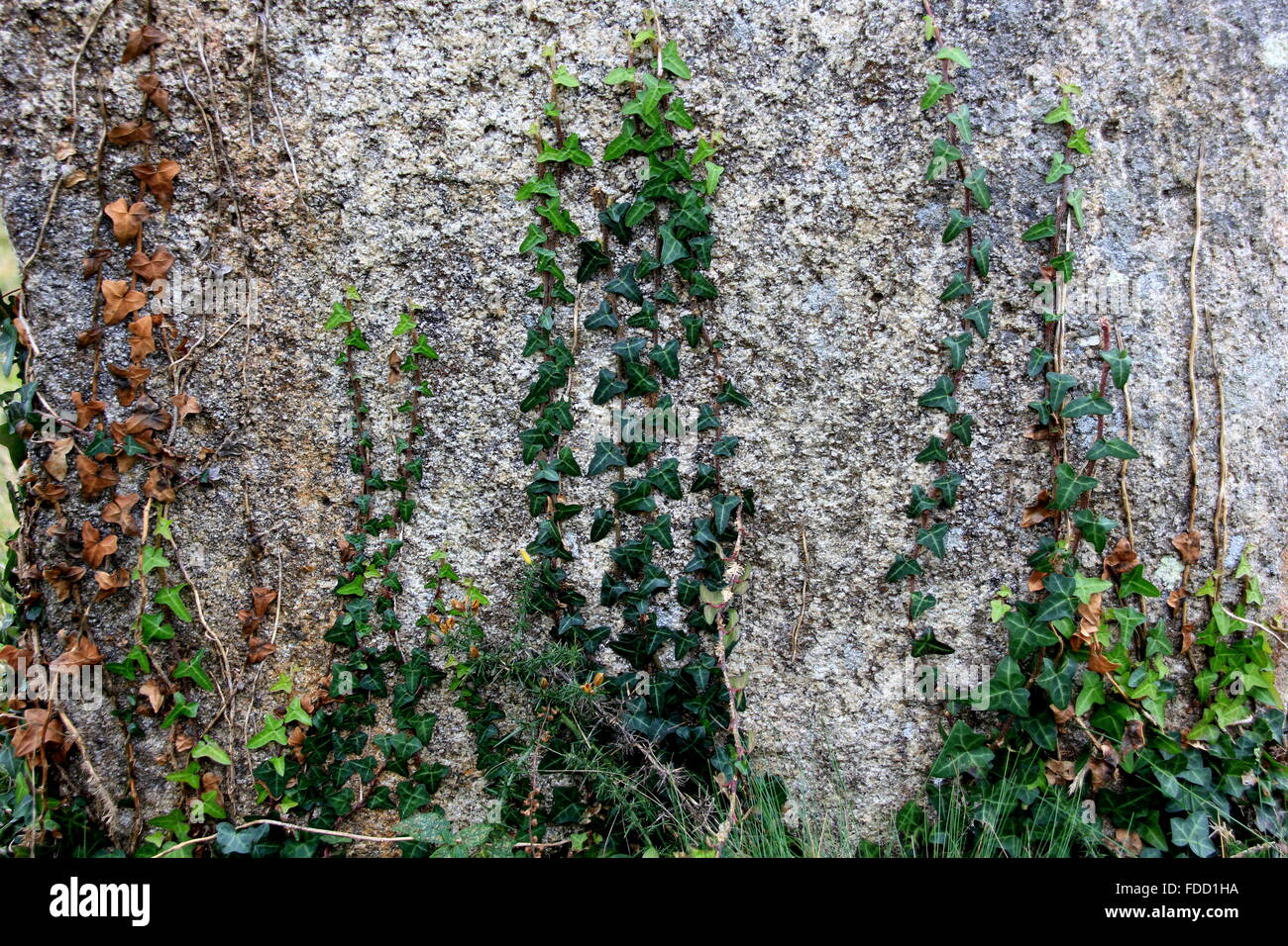 background of ivy growing up a rock Stock Photo - Alamy
