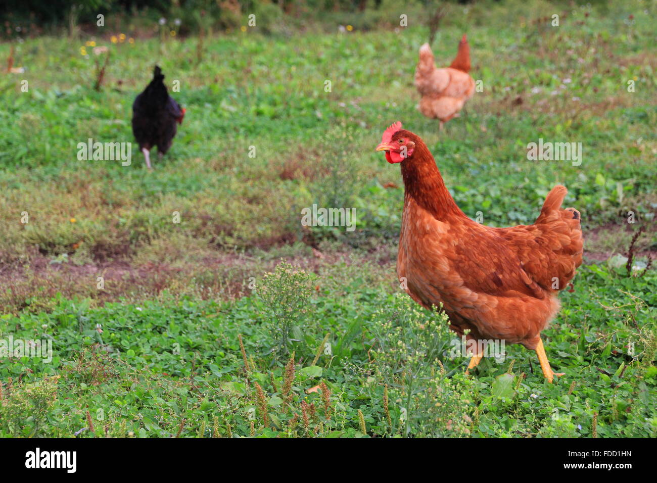 Happy farmer chicken hi-res stock photography and images - Alamy