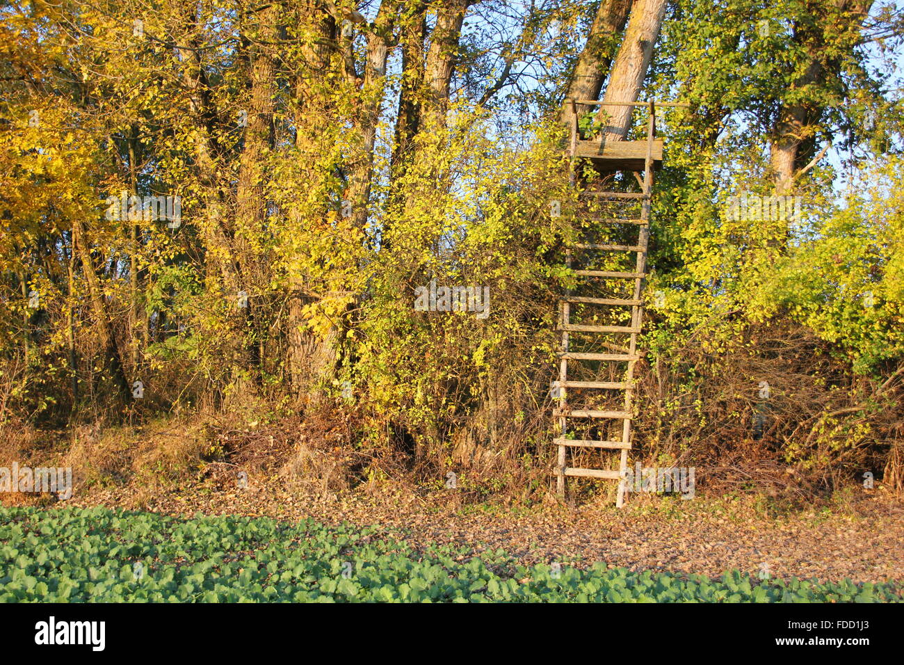 Hunters high chair Stock Photo - Alamy