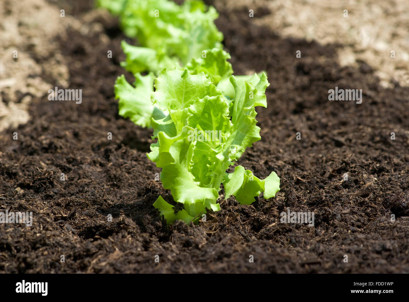 Lettuces growing in a greenhouse hi-res stock photography and images ...